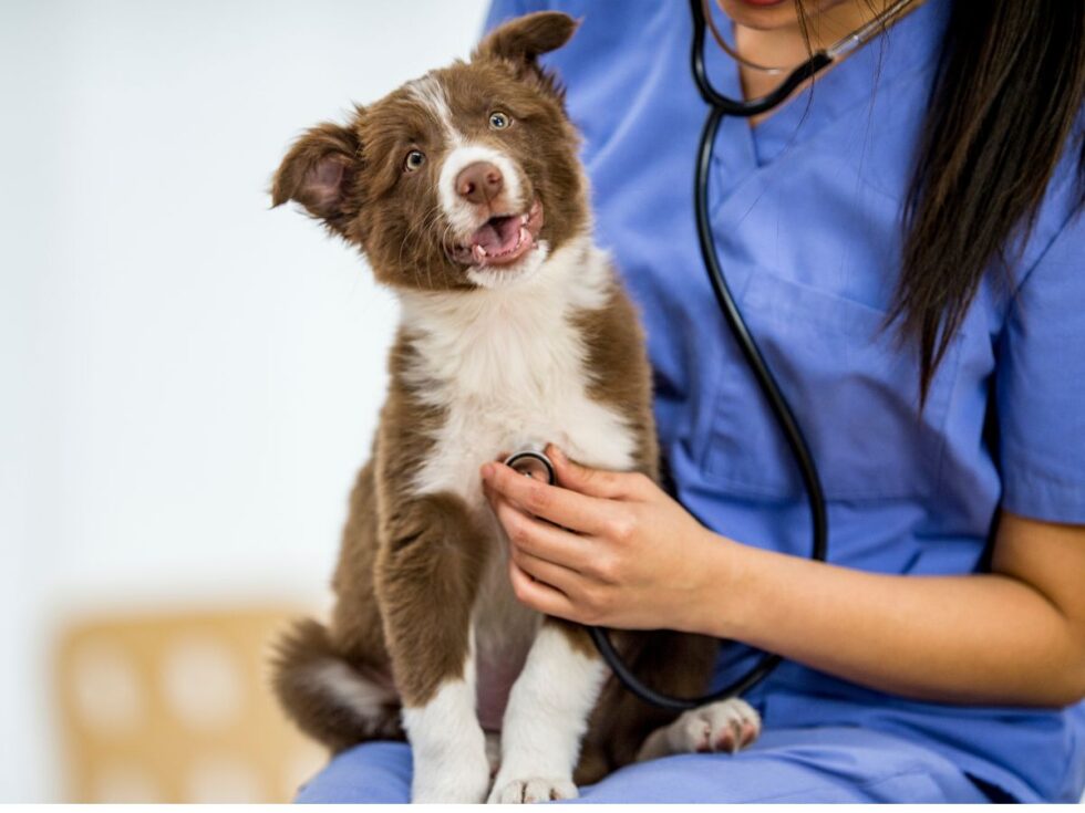 Best Vet In Mayfield | Village Veterinary Clinic